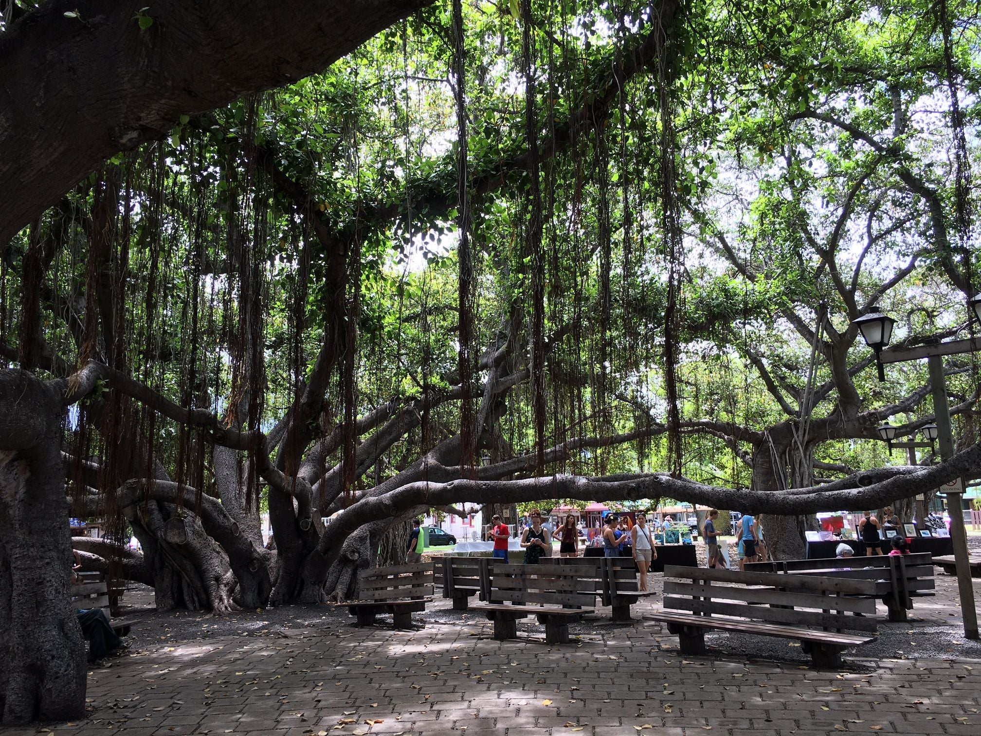 ($150) Single Contribution Benefactor Level | Shop & Support